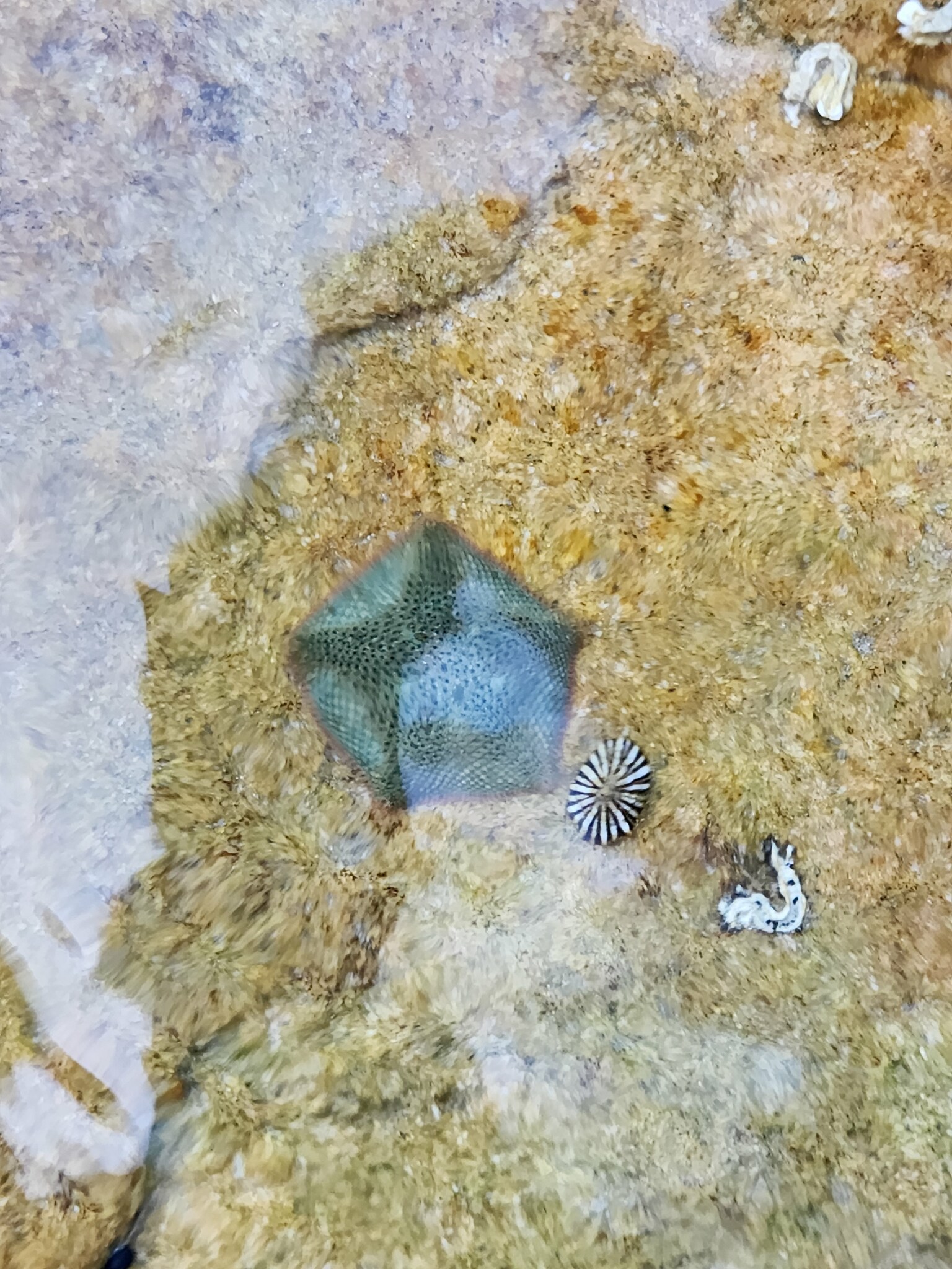 Parvulastra O'Loughlin, 2004