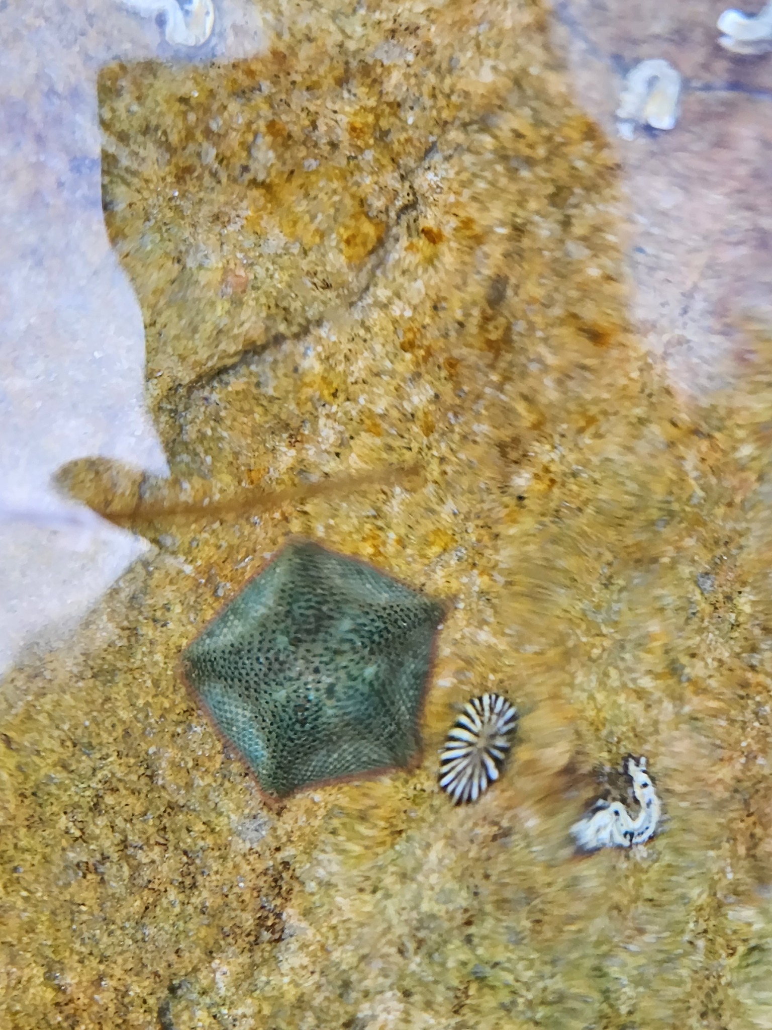 Parvulastra O'Loughlin, 2004