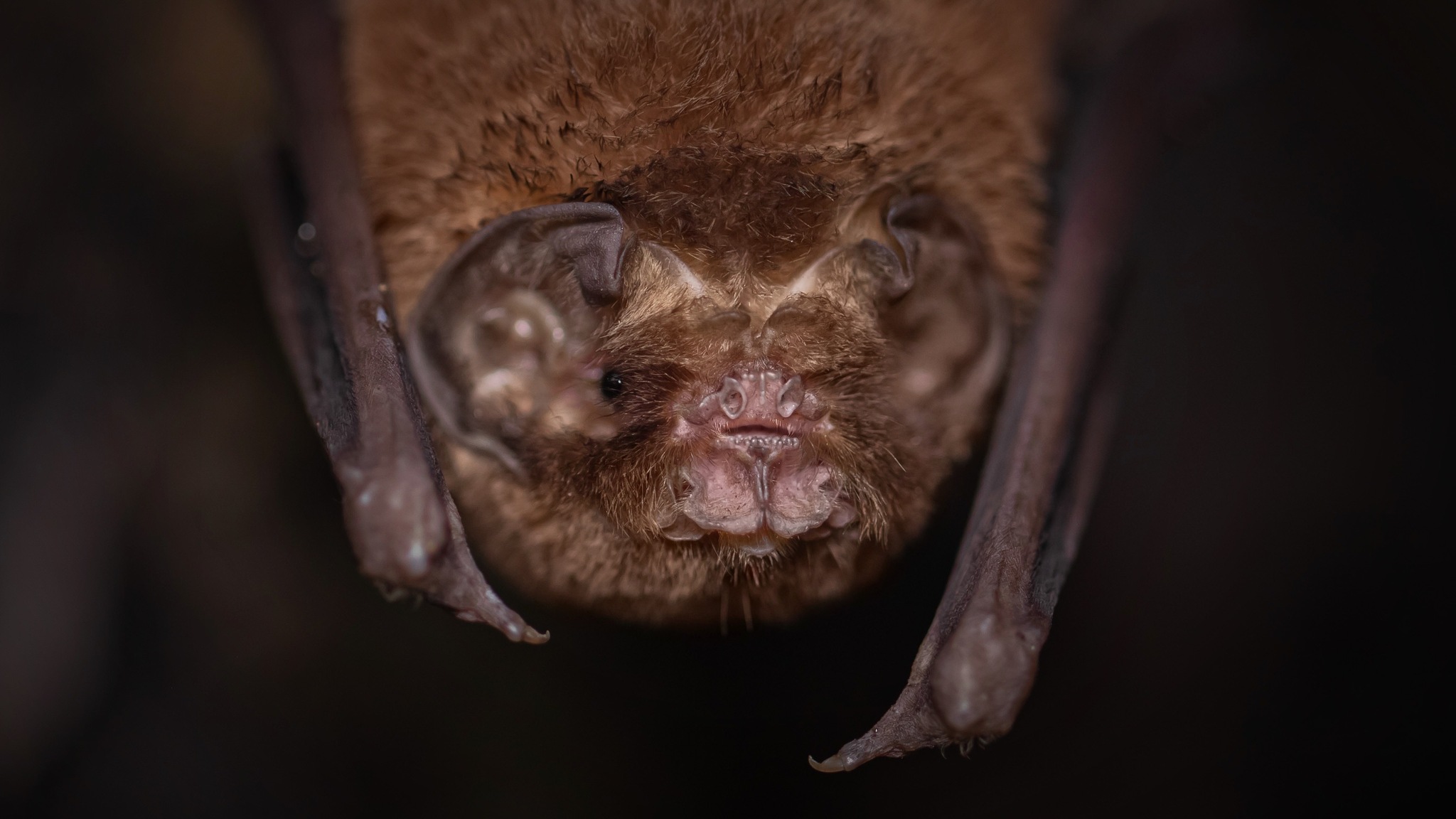 Mormoops megalophylla (Peters, 1864)