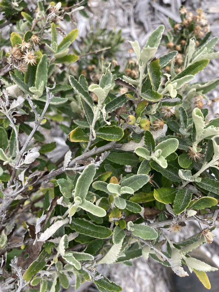 Asthma Bush from Tasman National Park, Port Arthur, TAS, AU on January ...