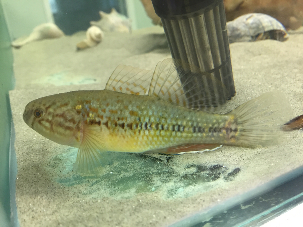 Fat Sleeper (Dormitator maculatus) - Marine Life Identification