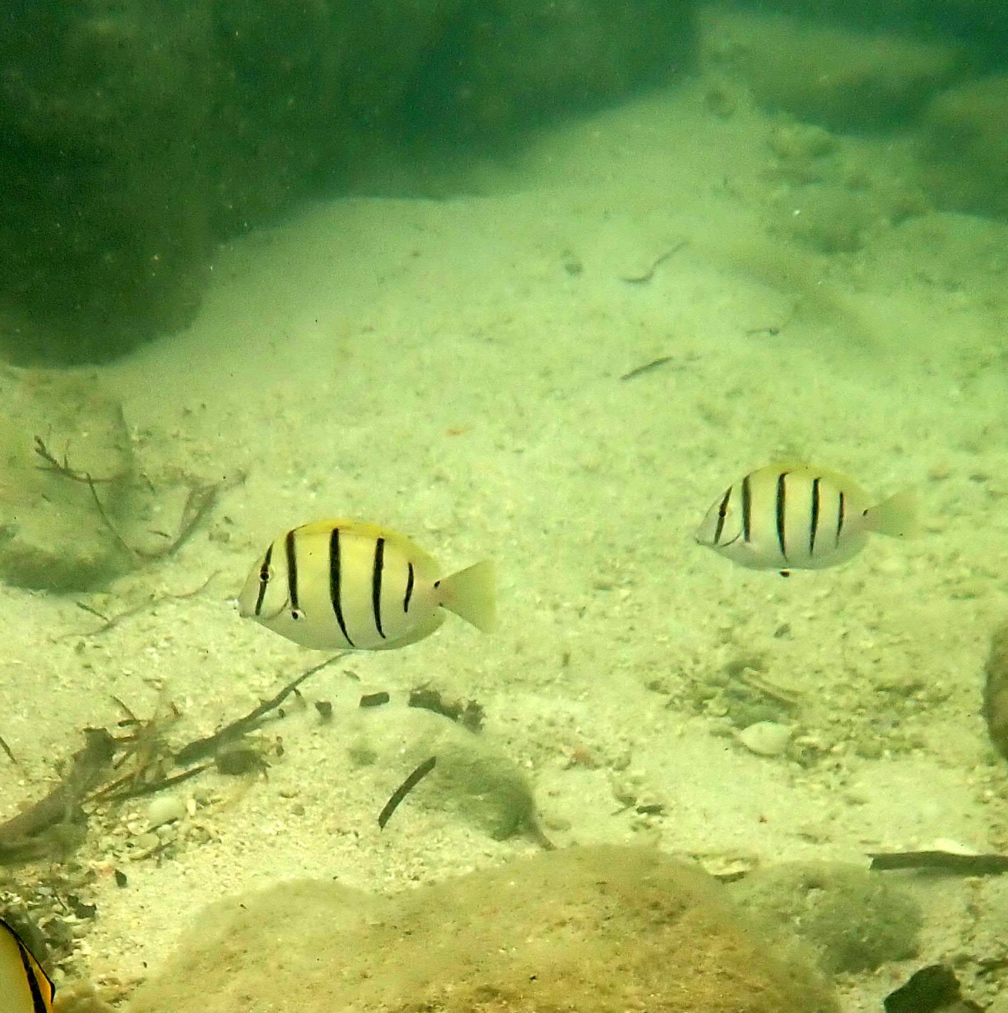 Acanthurus triostegus (Linnaeus, 1758)