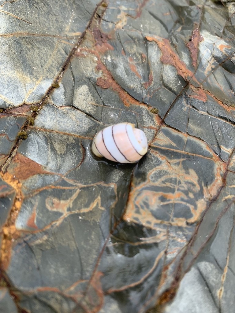 Pink Bubble Snail from Yuraygir National Park, Barcoongere, NSW, AU on ...