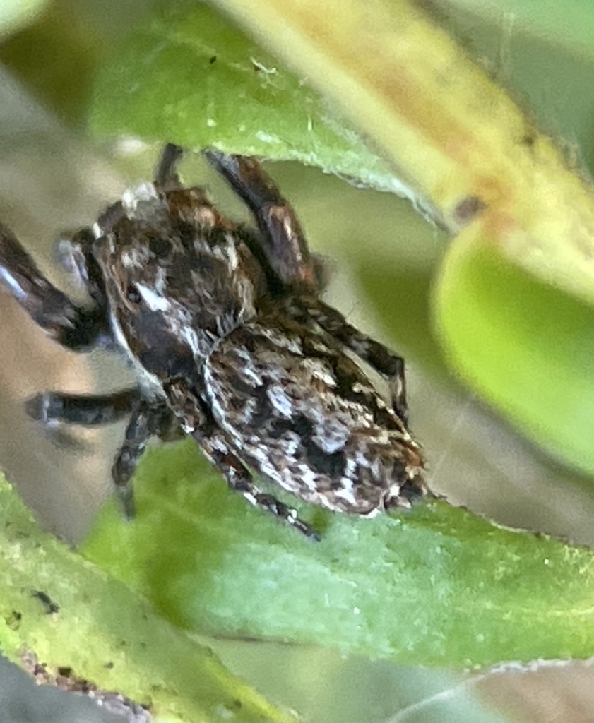 Daemel's Jumping Spider from Frankston South, VIC, AU on January 27 ...