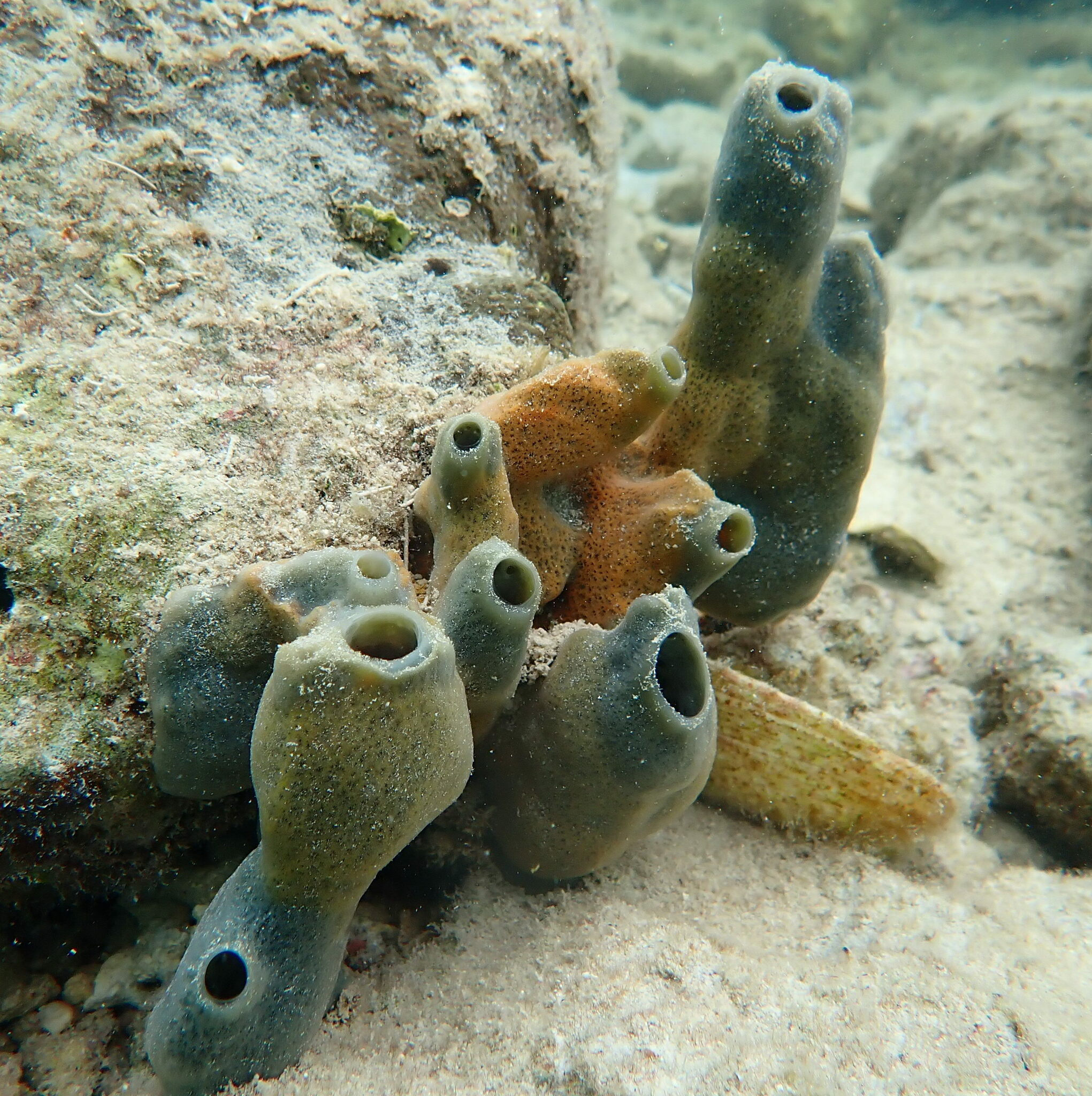 Niphatidae