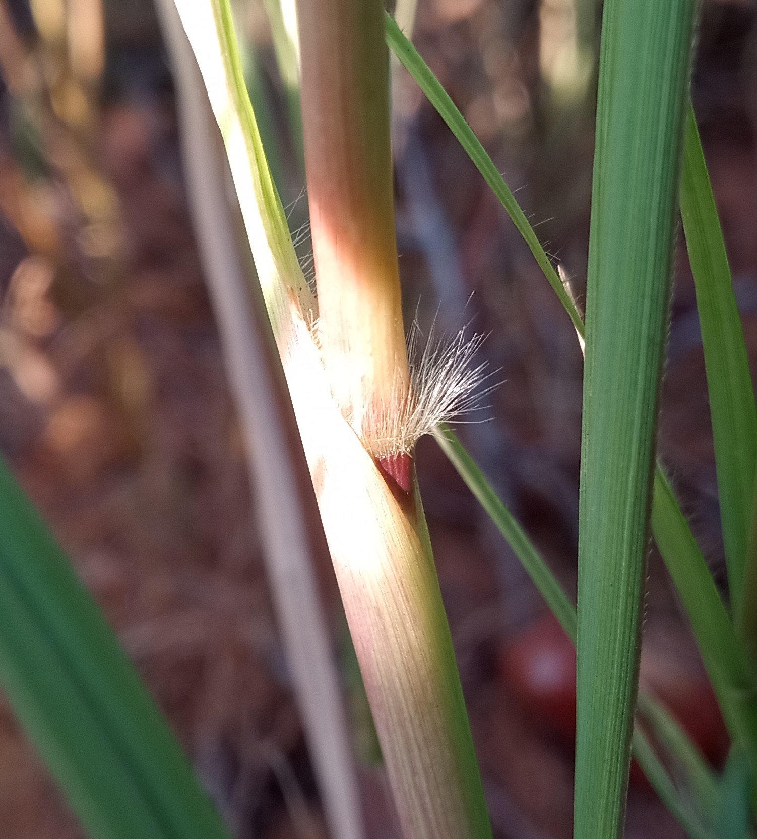 Imperata cylindrica (L.) P.Beauv.