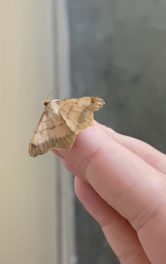 Macaria abydata Guenée