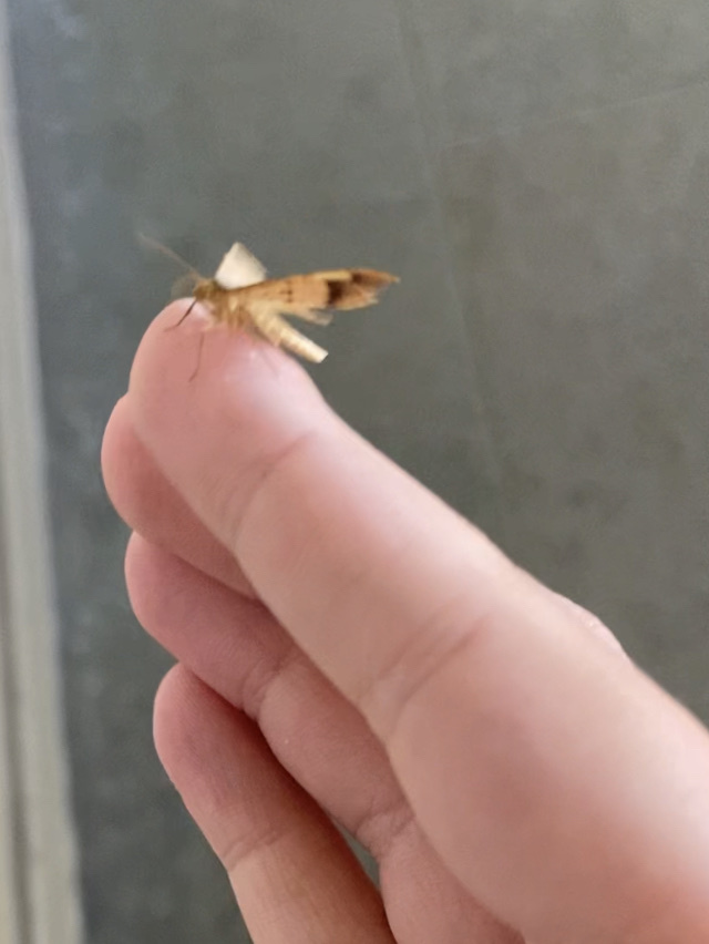 Macaria abydata Guenée