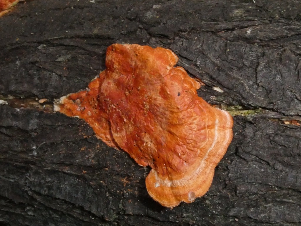 Southern Cinnabar Polypore from Thames, New Zealand on January 22, 2023 ...