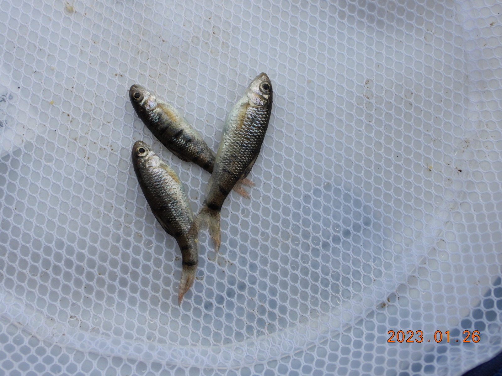 Acrossocheilus Oshima, 1919