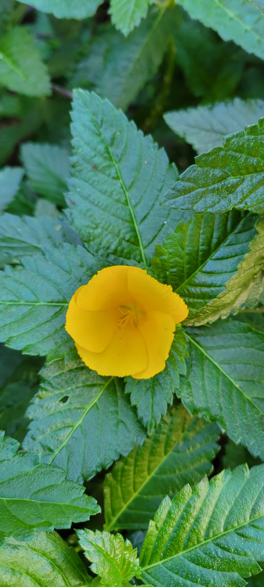 Turnera ulmifolia L.