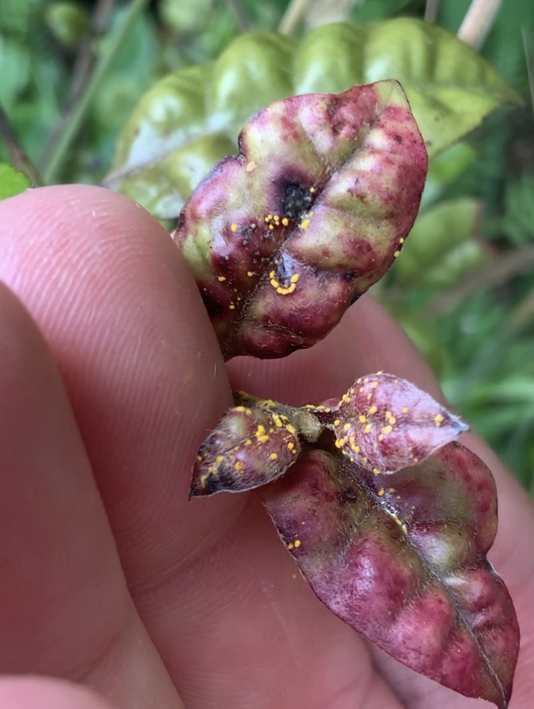 Myrtle Rust from Haywards, Lower Hutt, New Zealand on January 27, 2023 ...