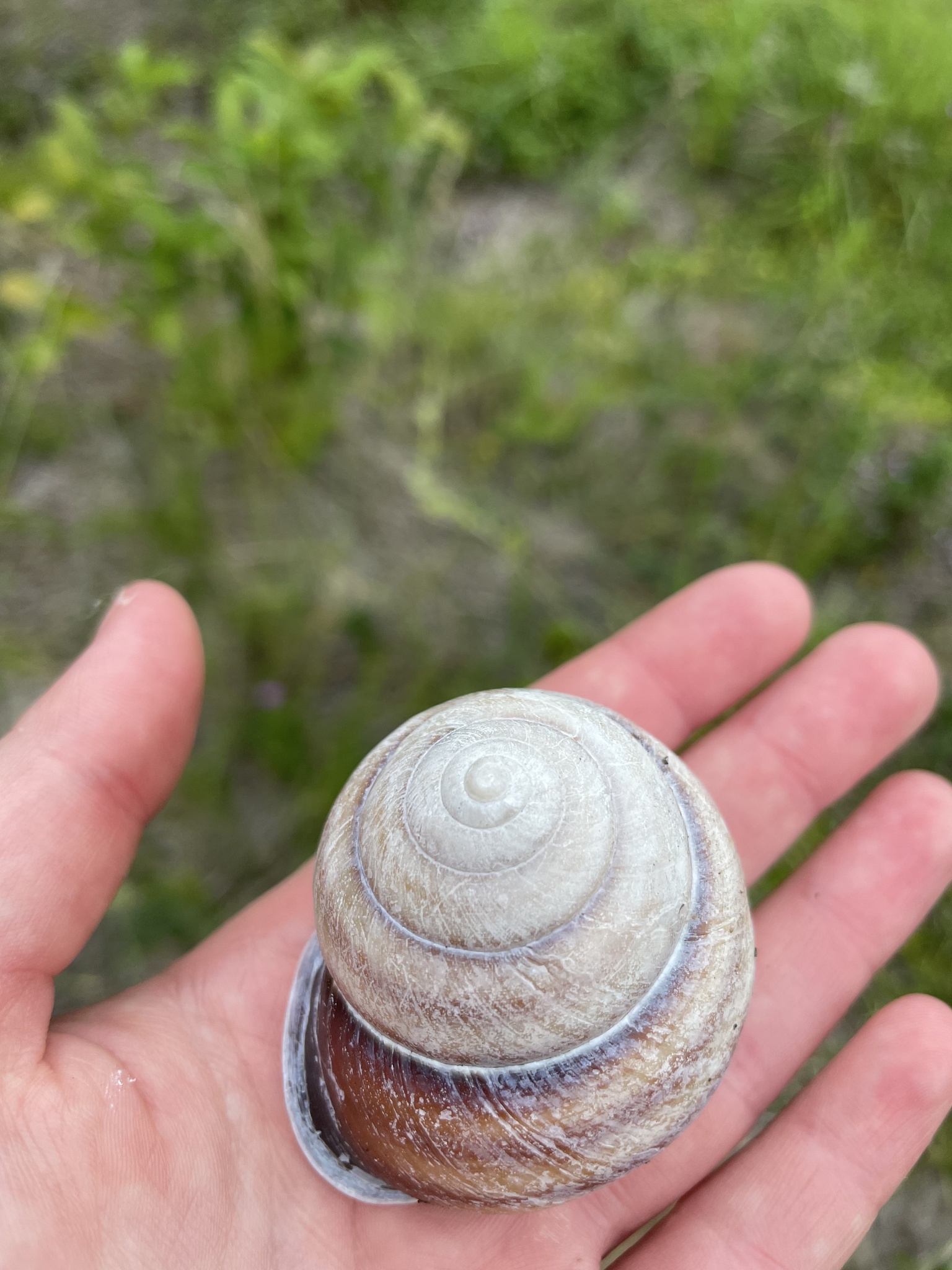 Sphaerospira Mörch, 1867