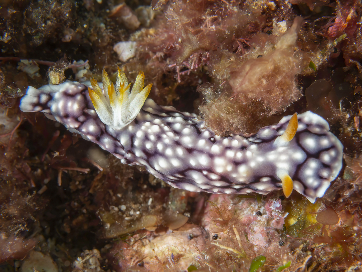 Goniobranchus geometricus (Risbec, 1928)