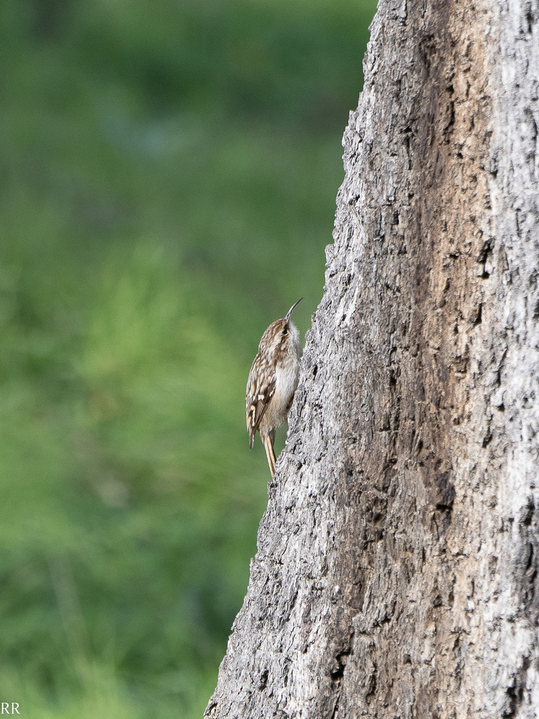 Short-toed Treecreeper from Casa de Campo, Madrid, España on January 26 ...
