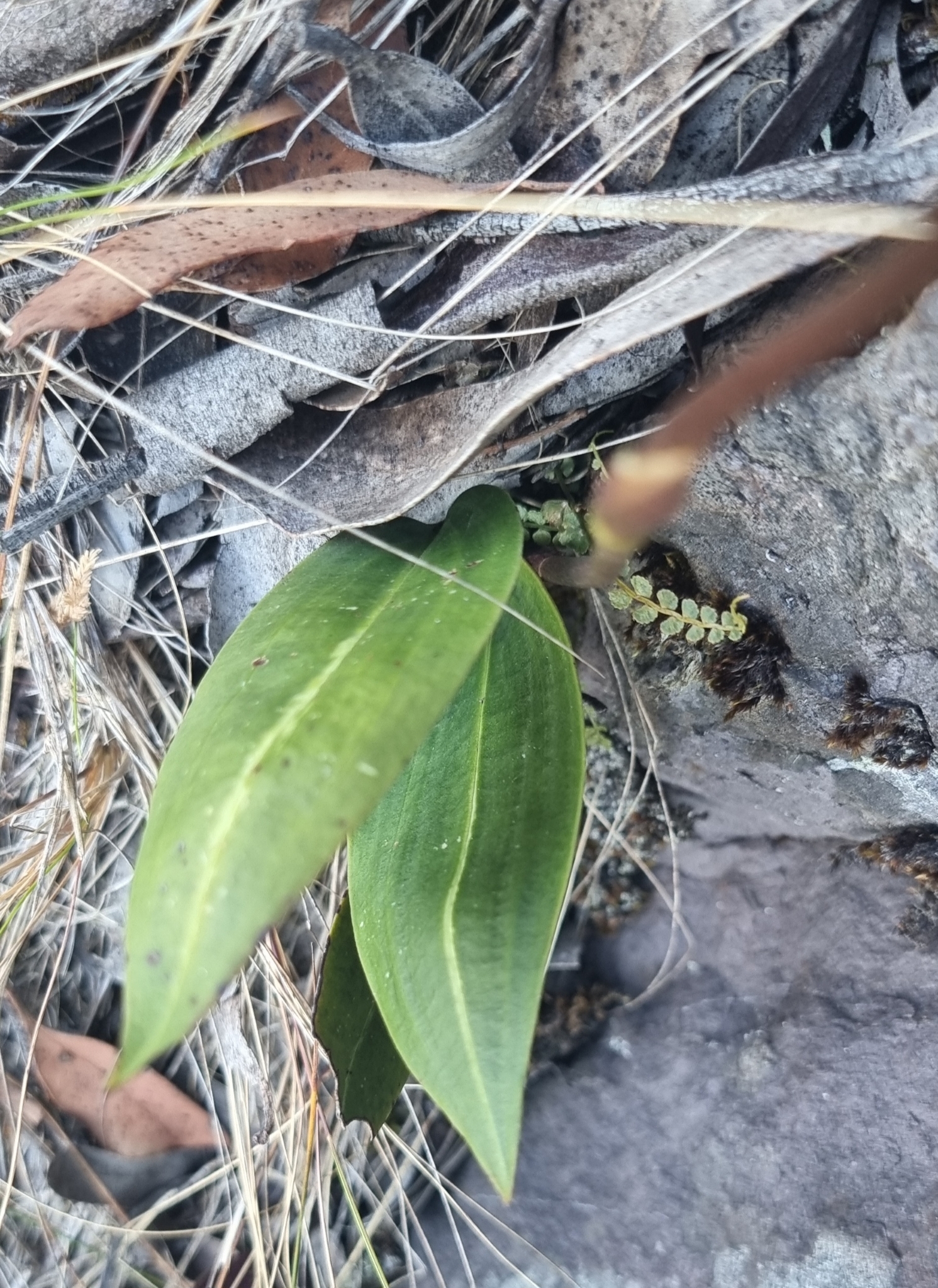 Cryptostylis ovata R.Br.