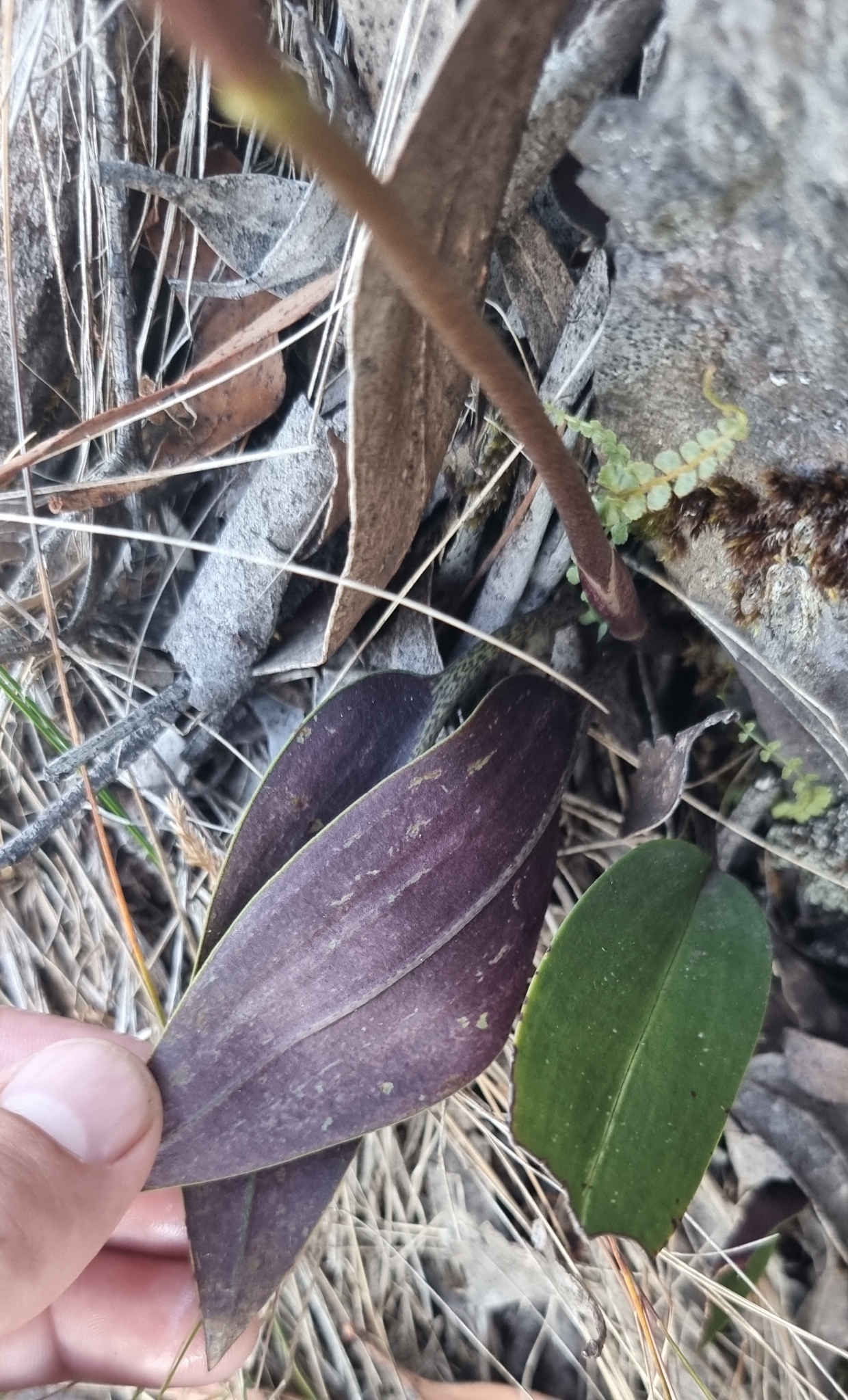 Cryptostylis ovata R.Br.
