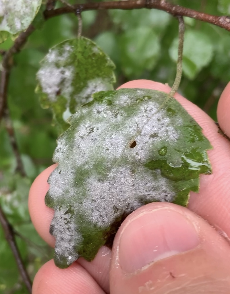 Podosphaera xanthii from Haywards, Lower Hutt, New Zealand on January ...