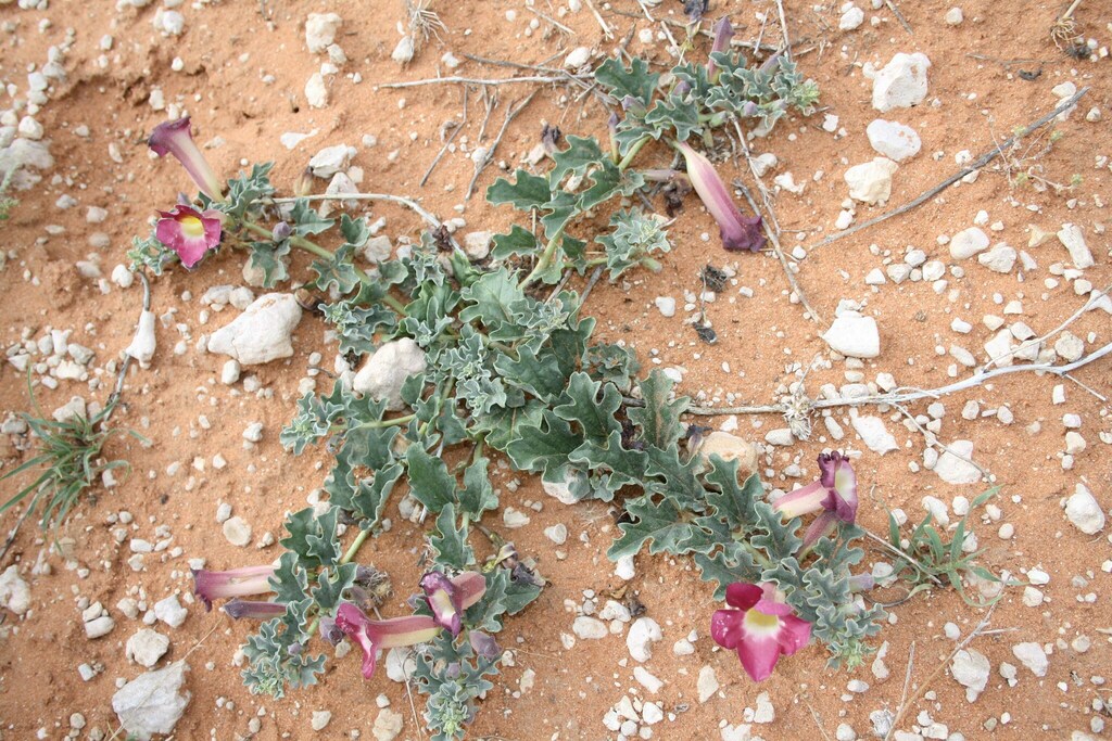 Common Kalahari Devilclaw from ZF Mgcawu District Municipality, South ...