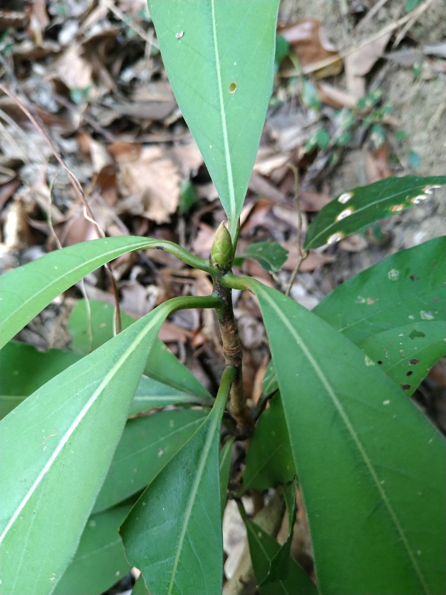 Machilus japonica Siebold & Zucc.