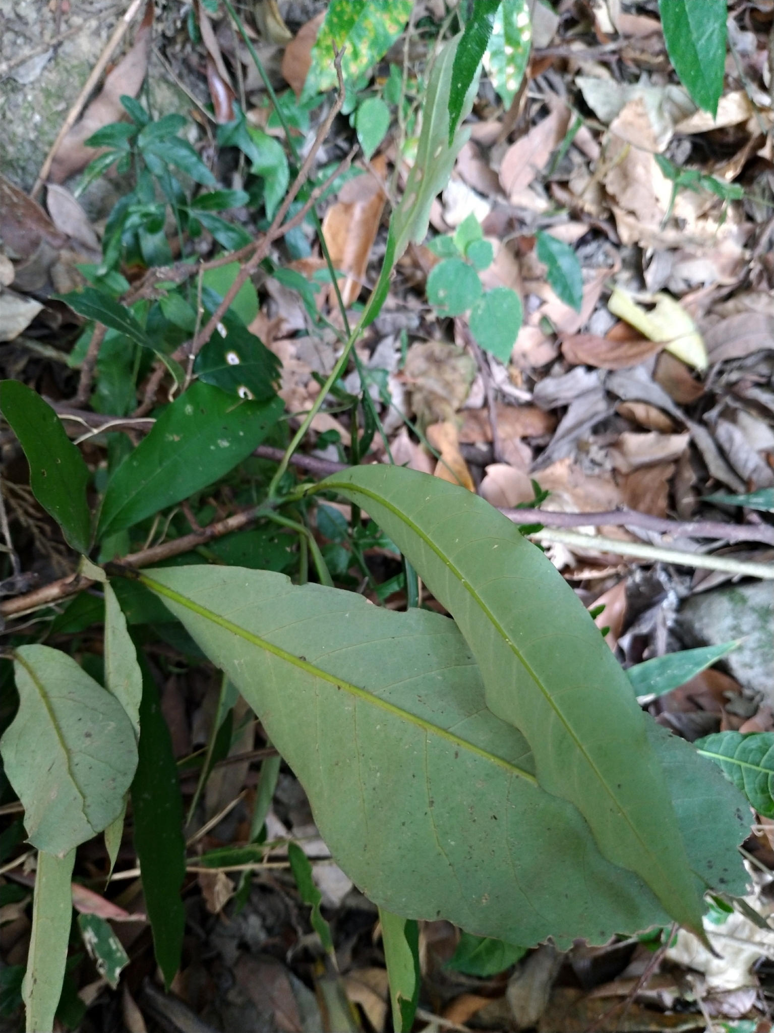 Machilus japonica Siebold & Zucc.