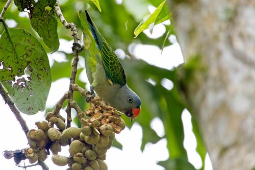 lorito dorsiazul (Psittinus cyanurus) · NaturaLista Colombia