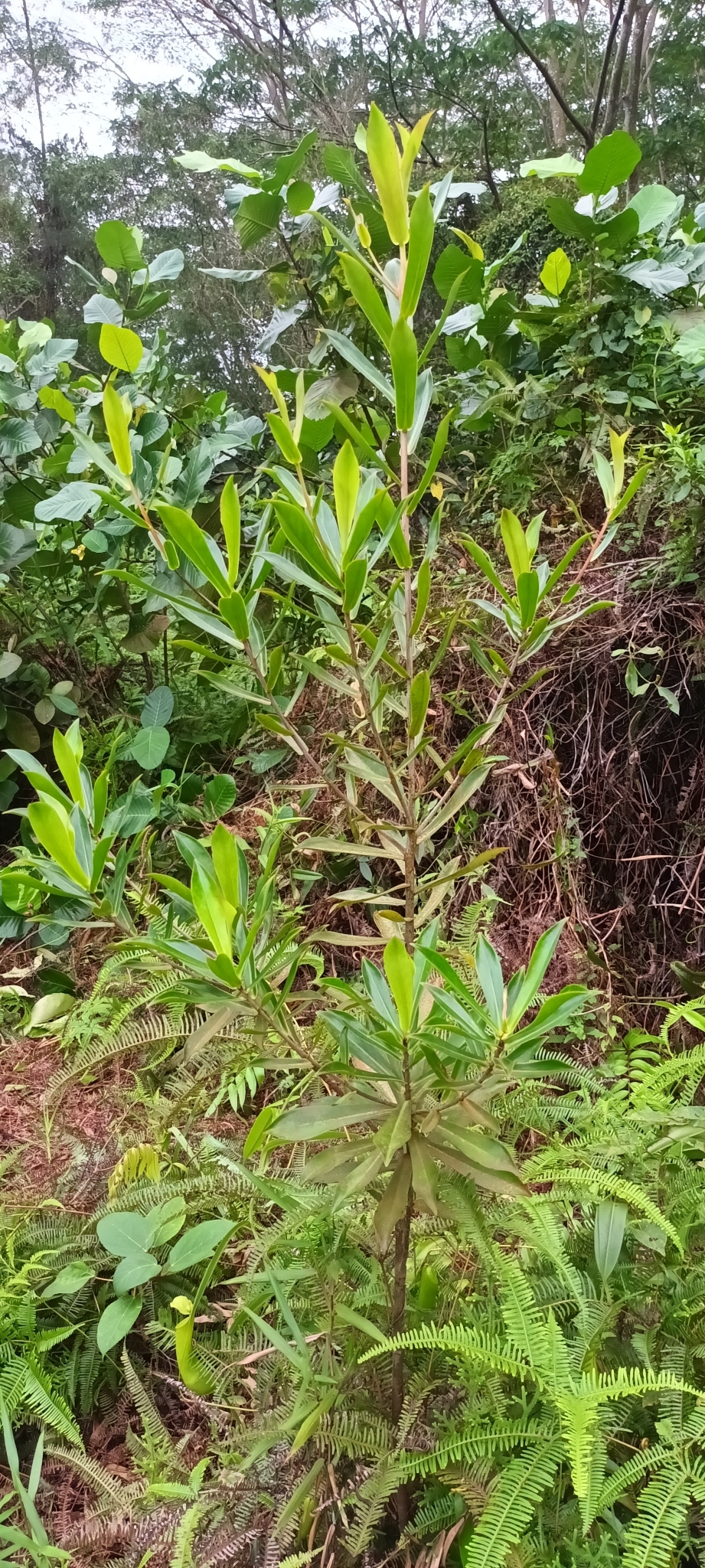 Ploiarium alternifolium (Vahl) Melch.