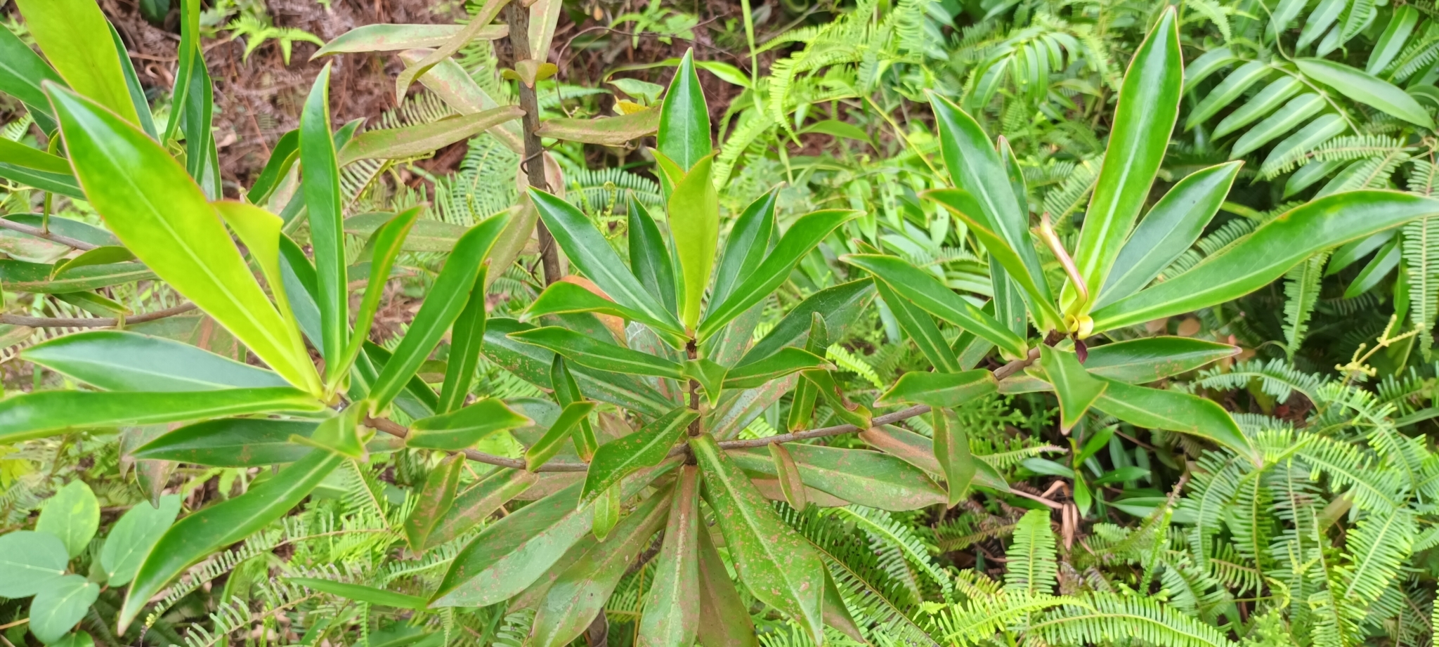 Ploiarium alternifolium (Vahl) Melch.