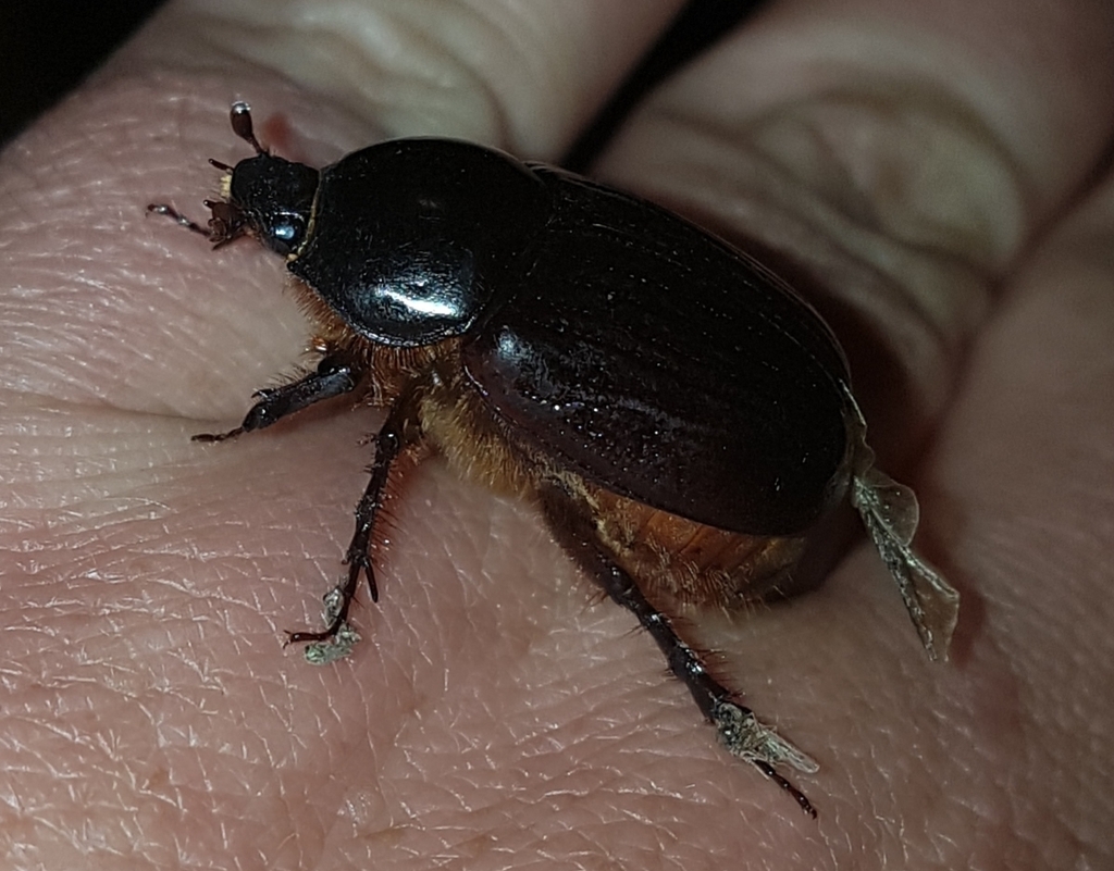 Scarabs from Pine Grove VIC 3573, Australia on January 27, 2023 at 09: ...