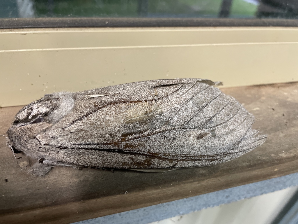 Giant Wood Moth from Bauple Woolooga Rd, Bauple, QLD, AU on January 27 ...