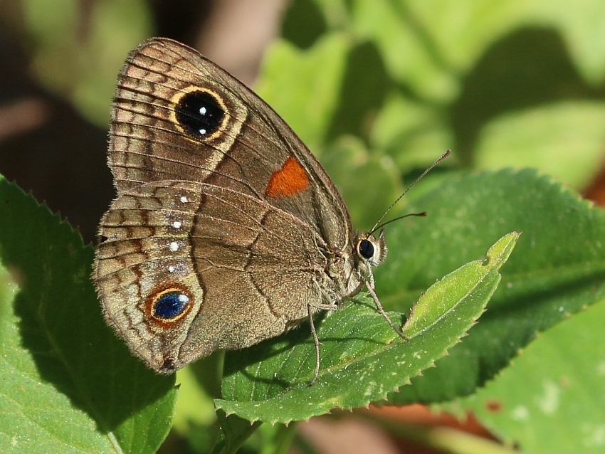 Calisto herophile Hübner, 1823