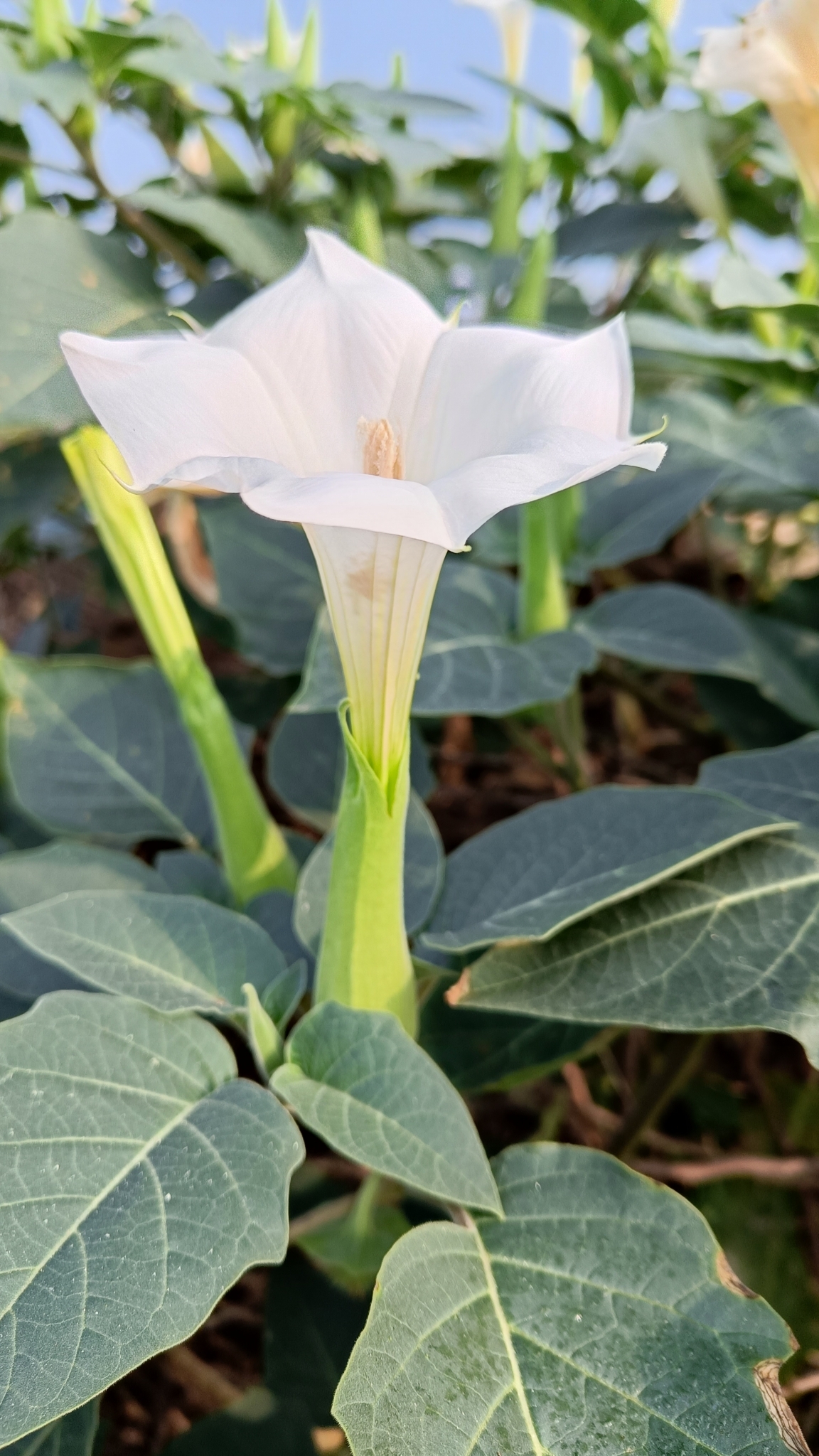 Datura innoxia Mill.