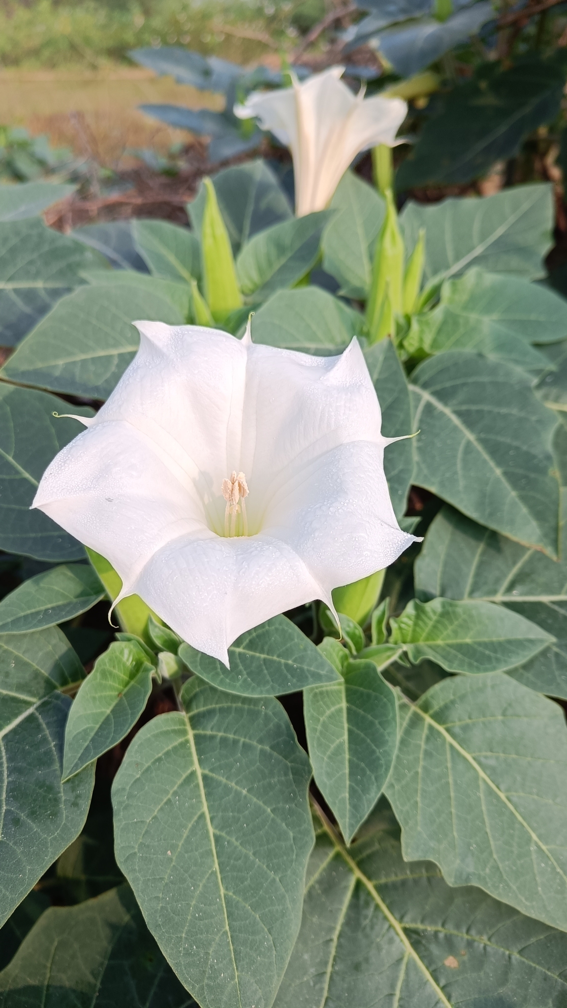 Datura innoxia Mill.