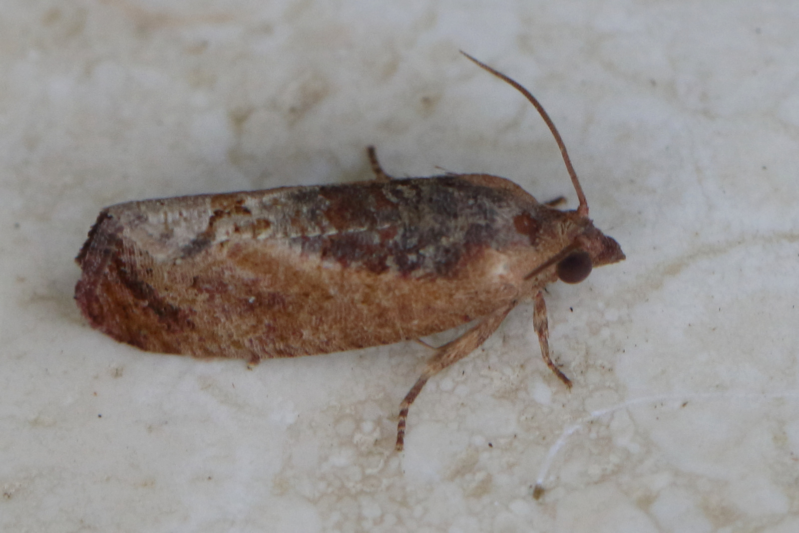 Cryptophlebia ombrodelta (Lower, 1898)