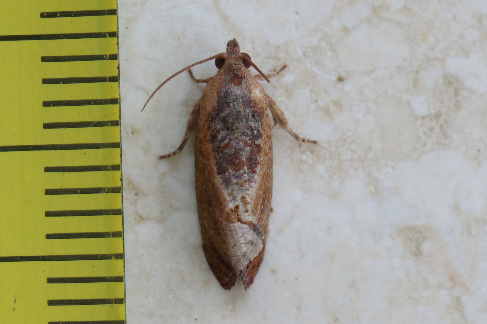 Cryptophlebia ombrodelta (Lower, 1898)