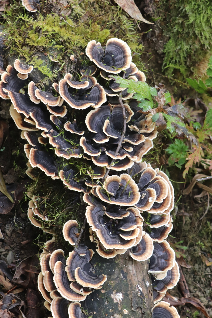turkey-tail from 金佛山, 南川区中国408426 on November 1, 2022 at 10:33 AM by ...