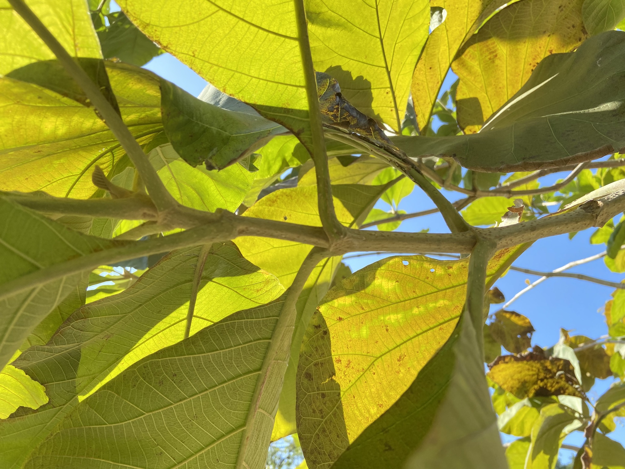 Tectona grandis L.f.