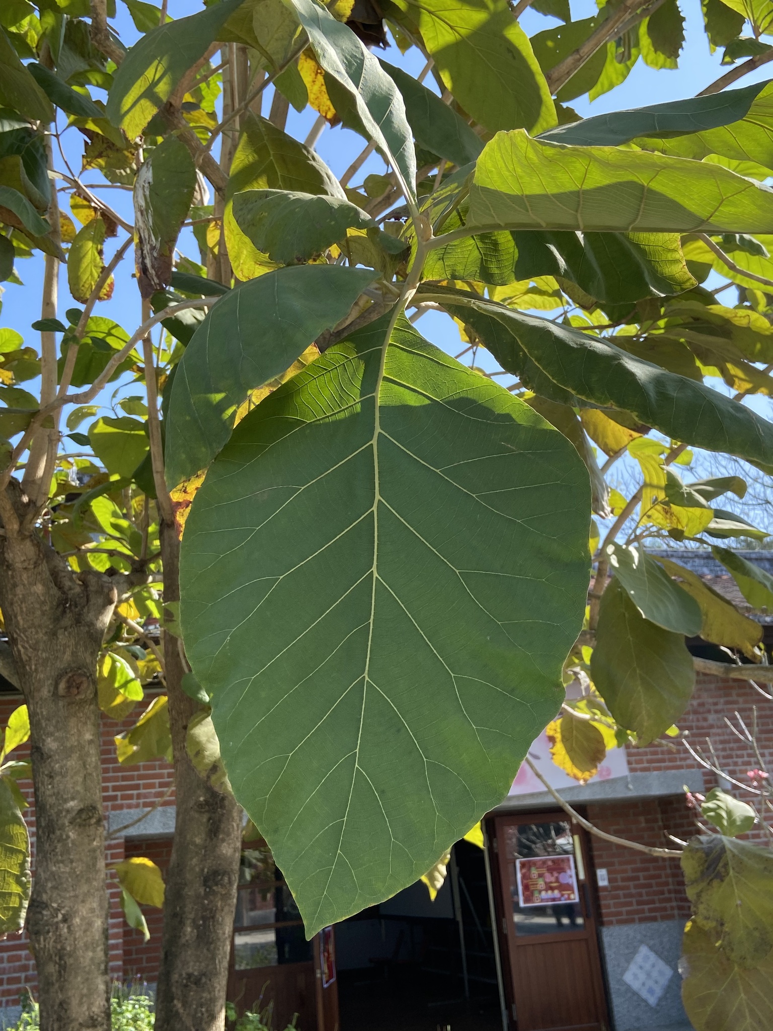 Tectona grandis L.f.