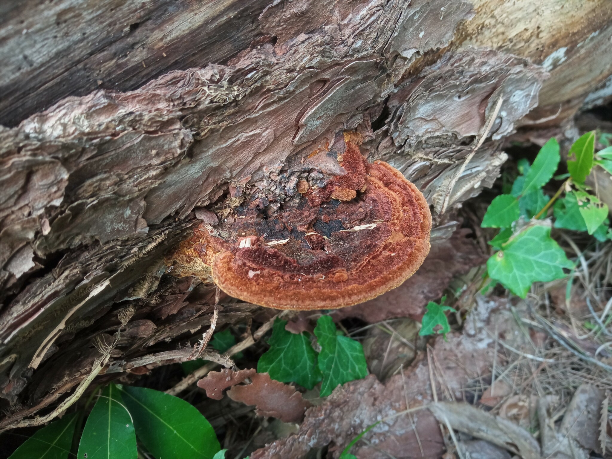 Porodaedalea pini (Brot.) Murrill