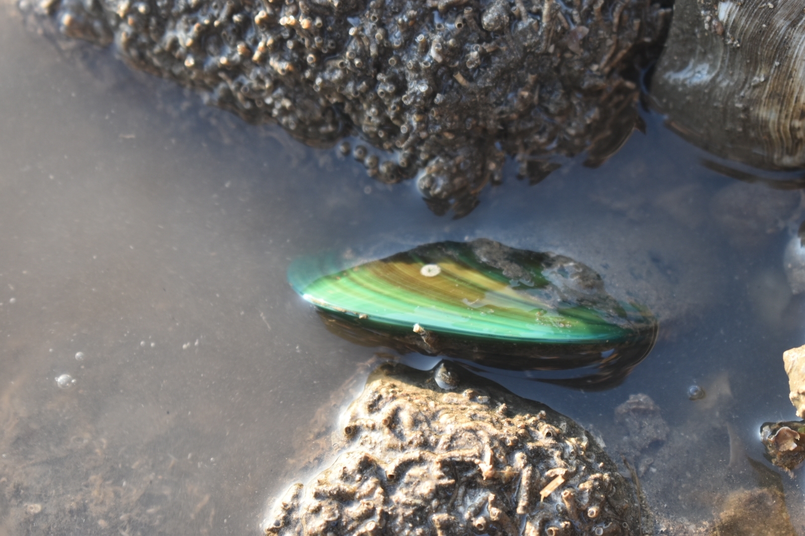 Perna viridis (Linnaeus, 1758)