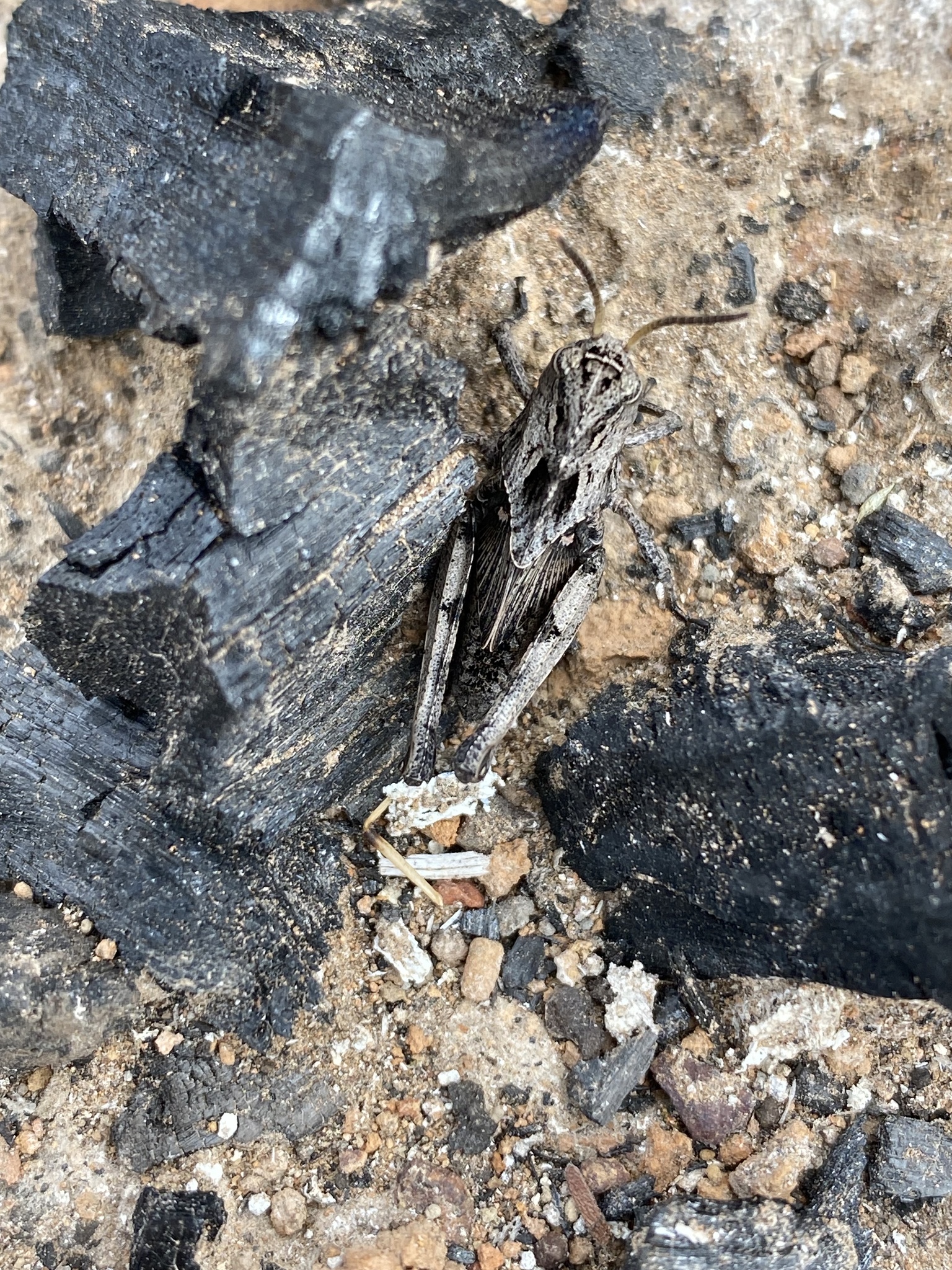 Goniaea australasiae (Leach, 1814)