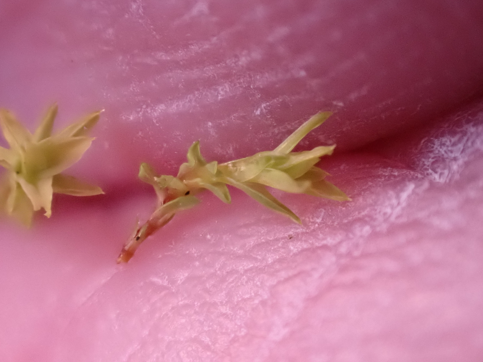 Barbula unguiculata Hedwig, 1801