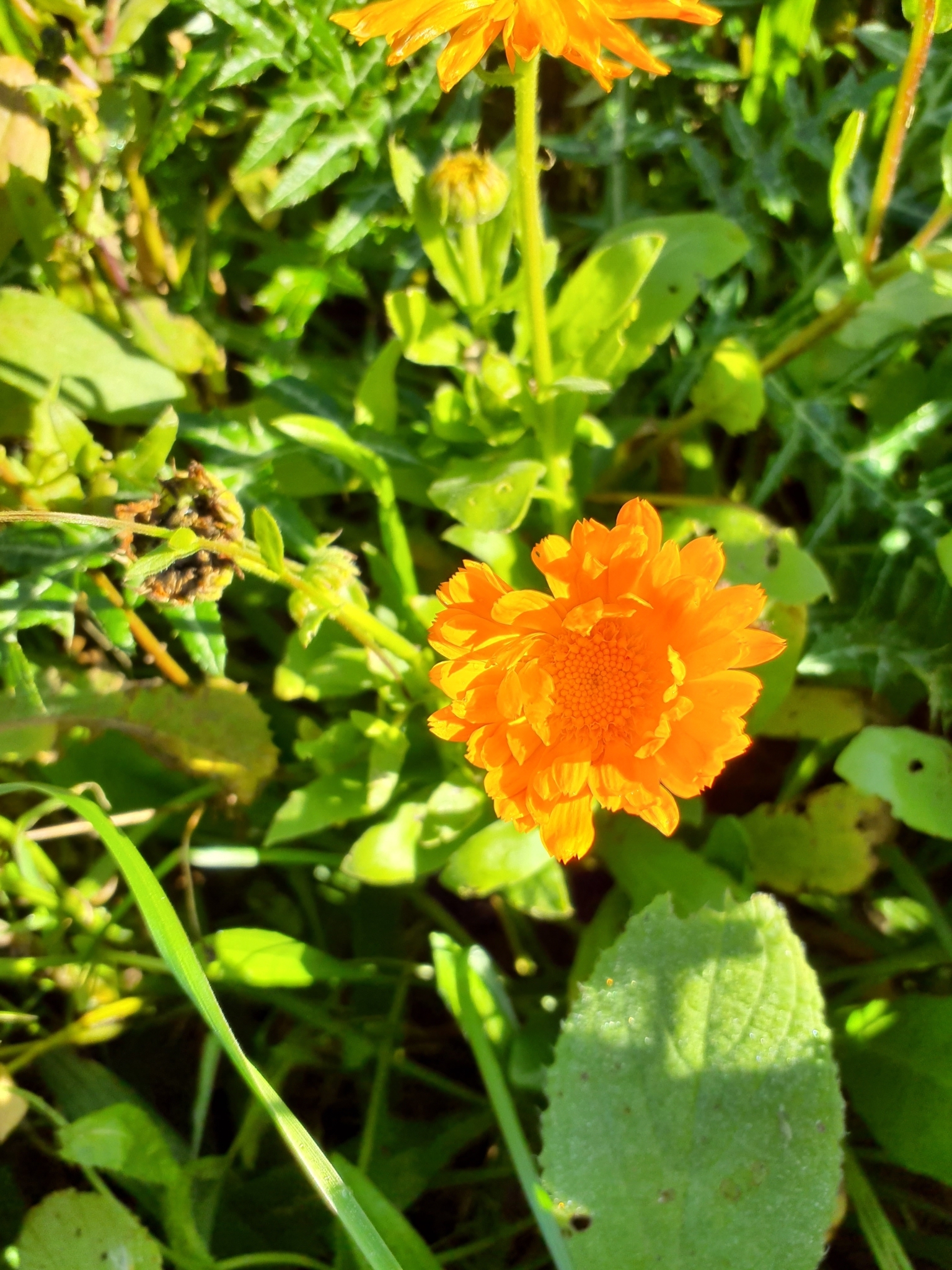Calendula officinalis L.