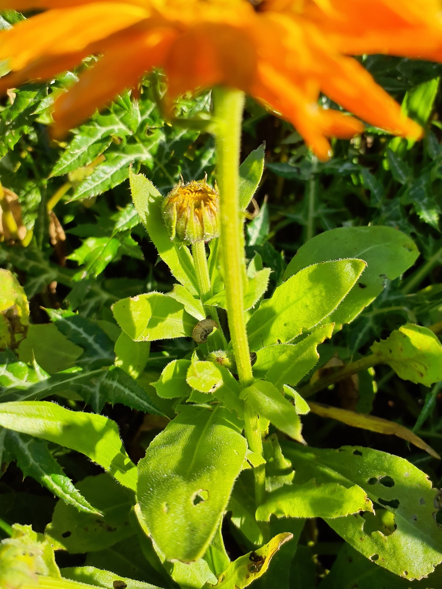 Calendula officinalis L.