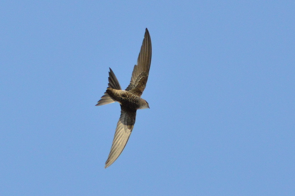 Pacific Swift from Томск, Томская обл., Россия on July 12, 2018 at 10: ...