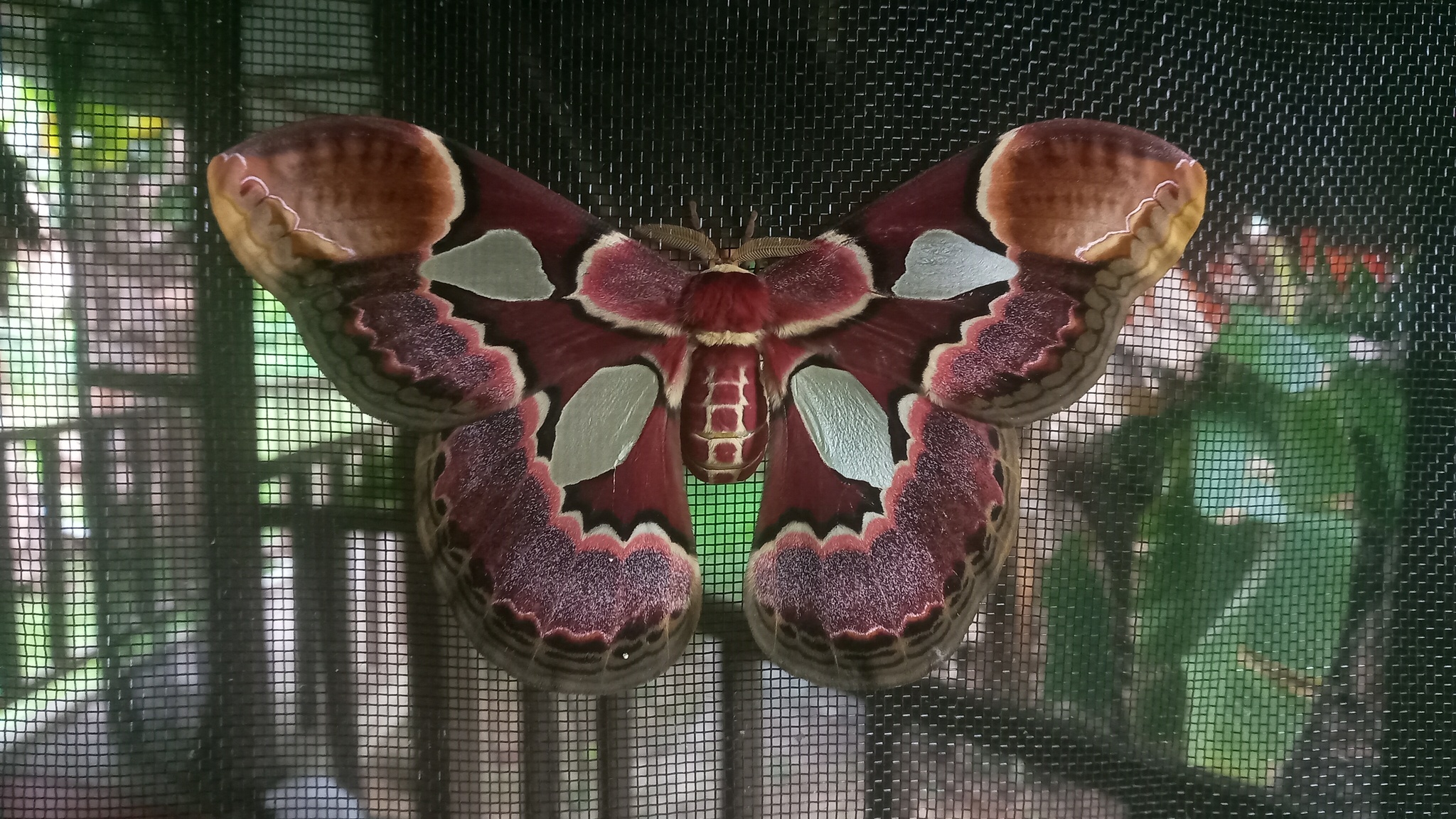 Rothschildia erycina Shaw