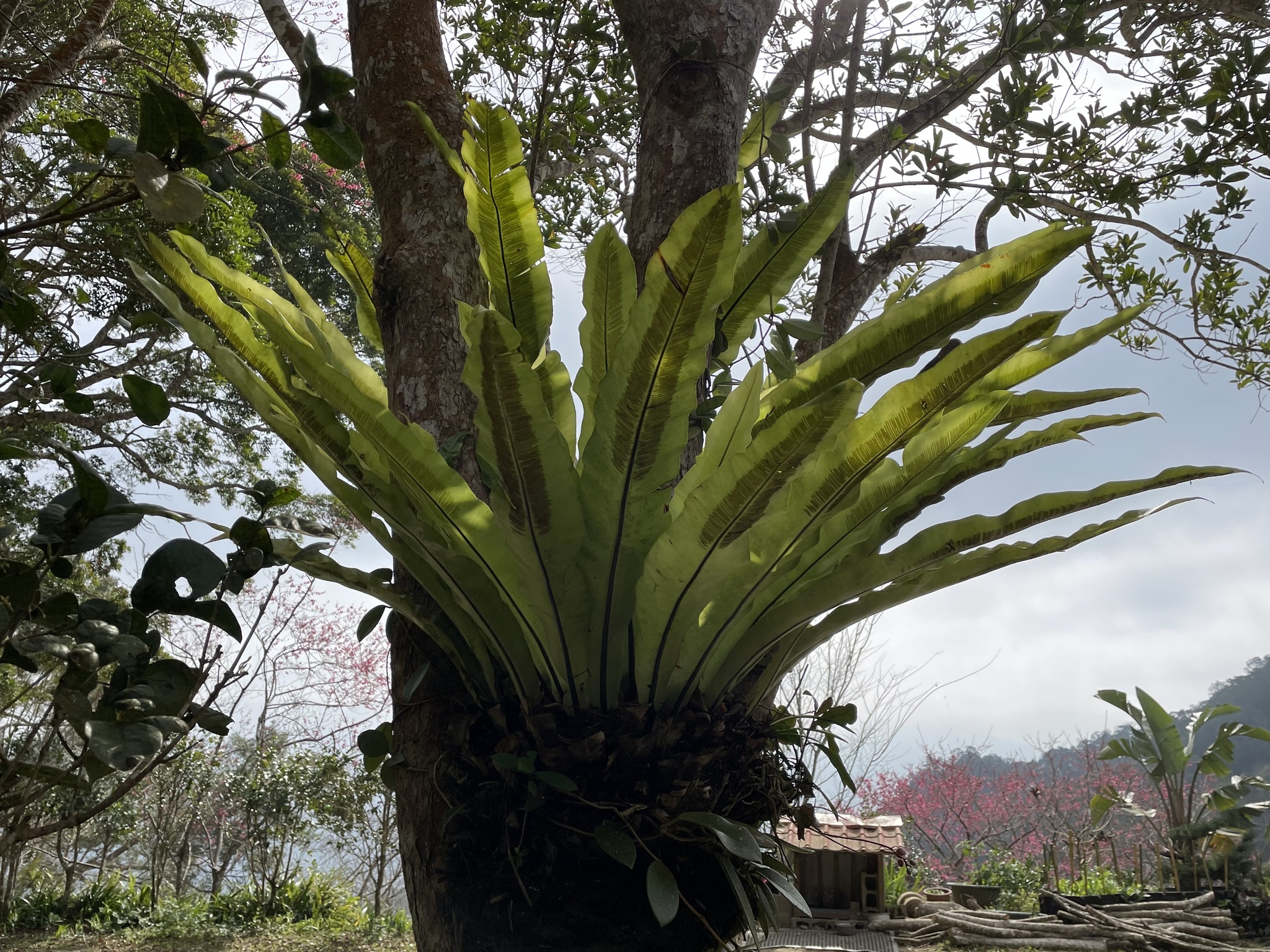 Asplenium nidus L.