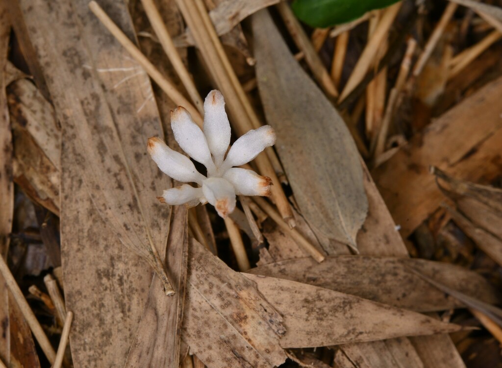 Campylosiphon championii in June 2022 by 張智翔 · iNaturalist