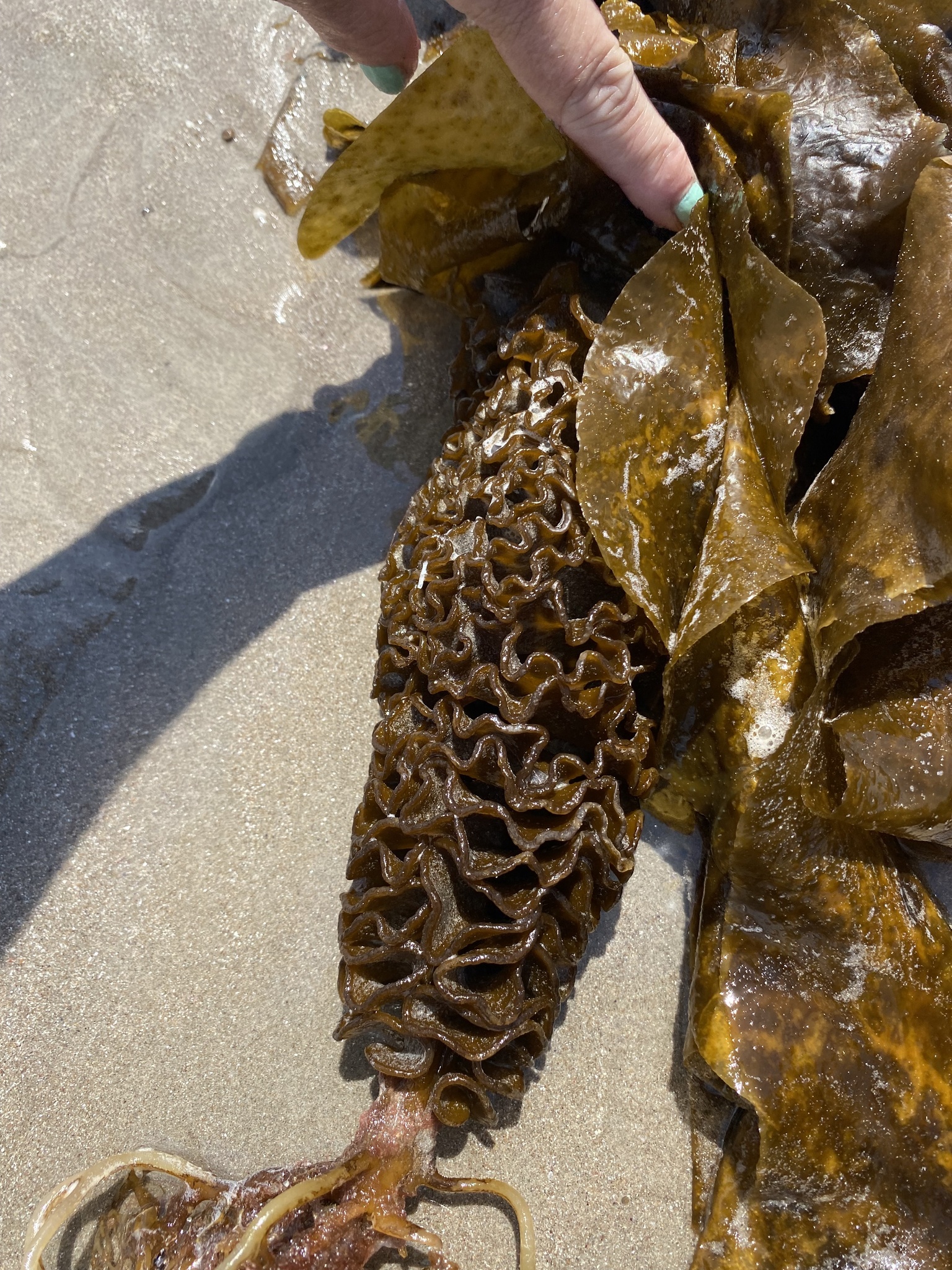 Undaria pinnatifida (Harv.) Suringar