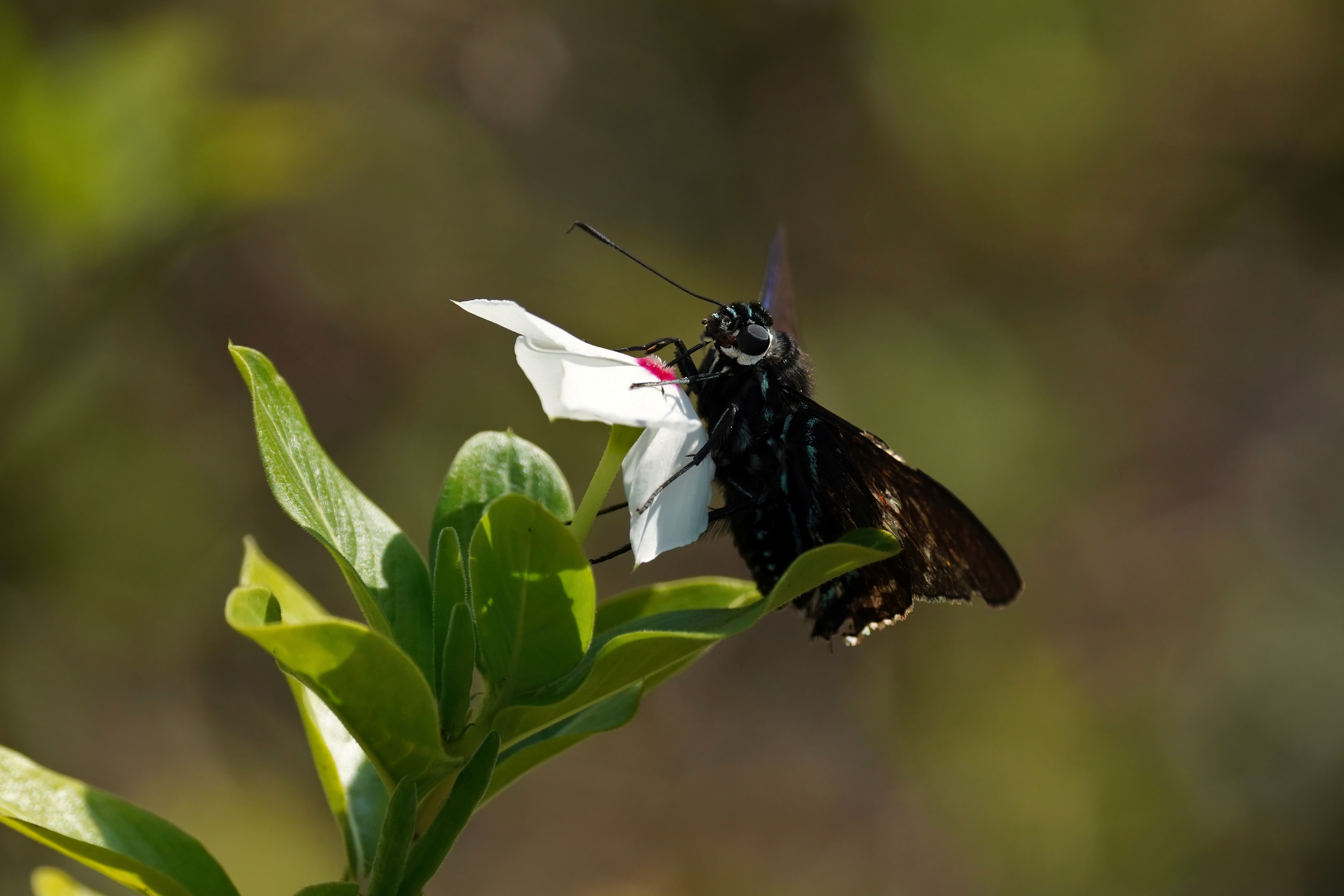 Phocides pigmalion (Cramer, 1779)